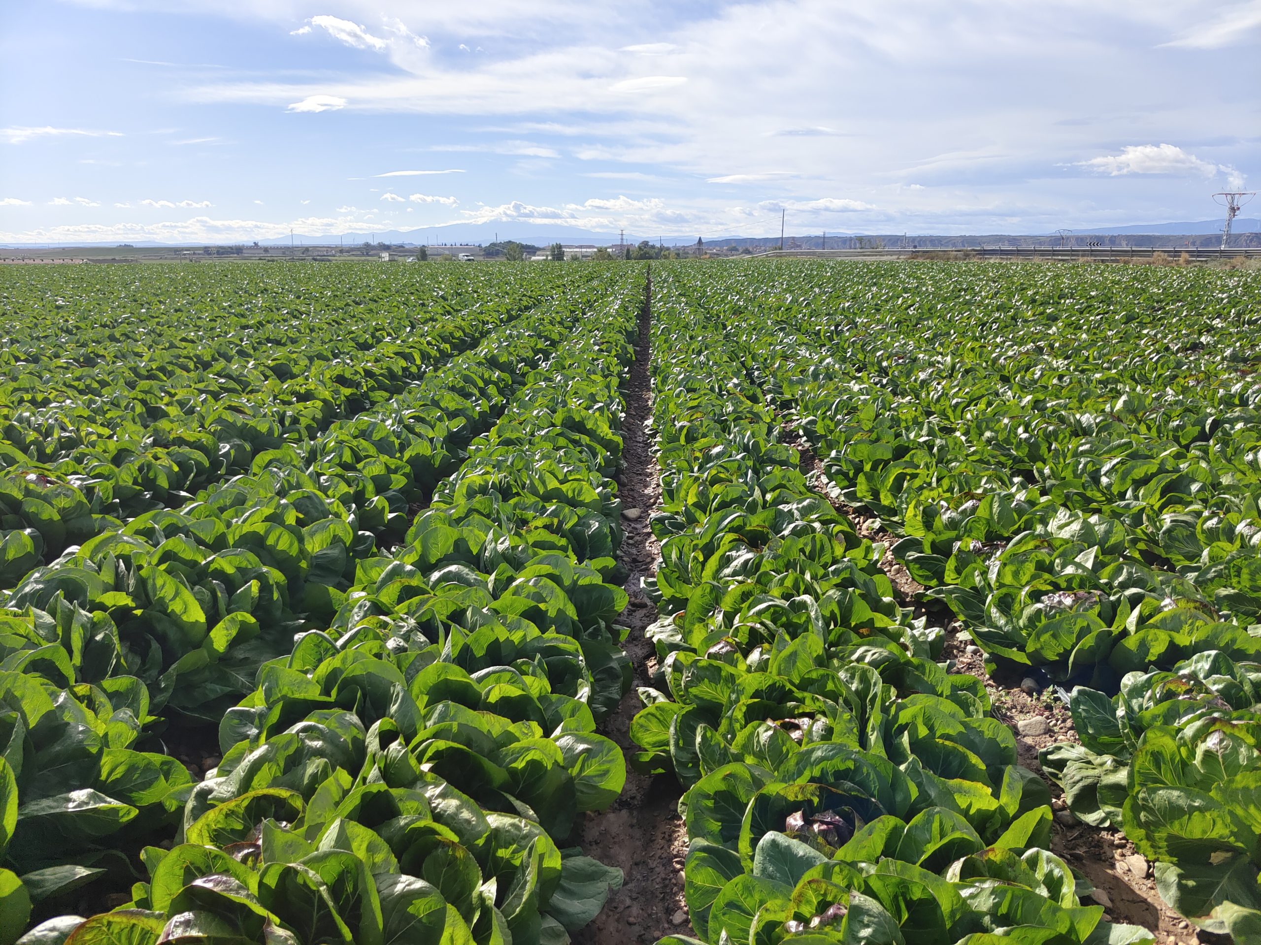 Florette, el gigante verde - FruitToday