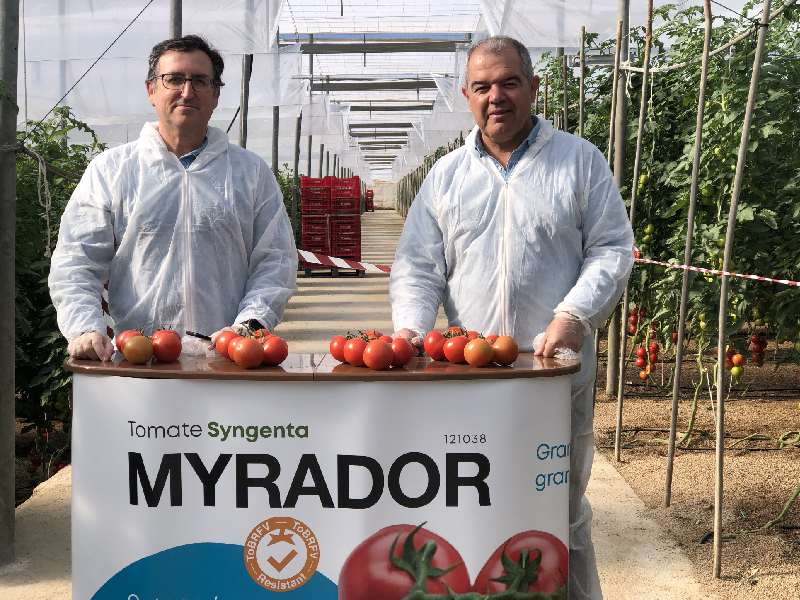 "Myrador es el tomate rama de más calibre con resistencia a rugoso"